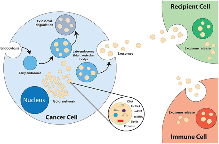 The Extraordinary World of Exosomes: Your Future Guide