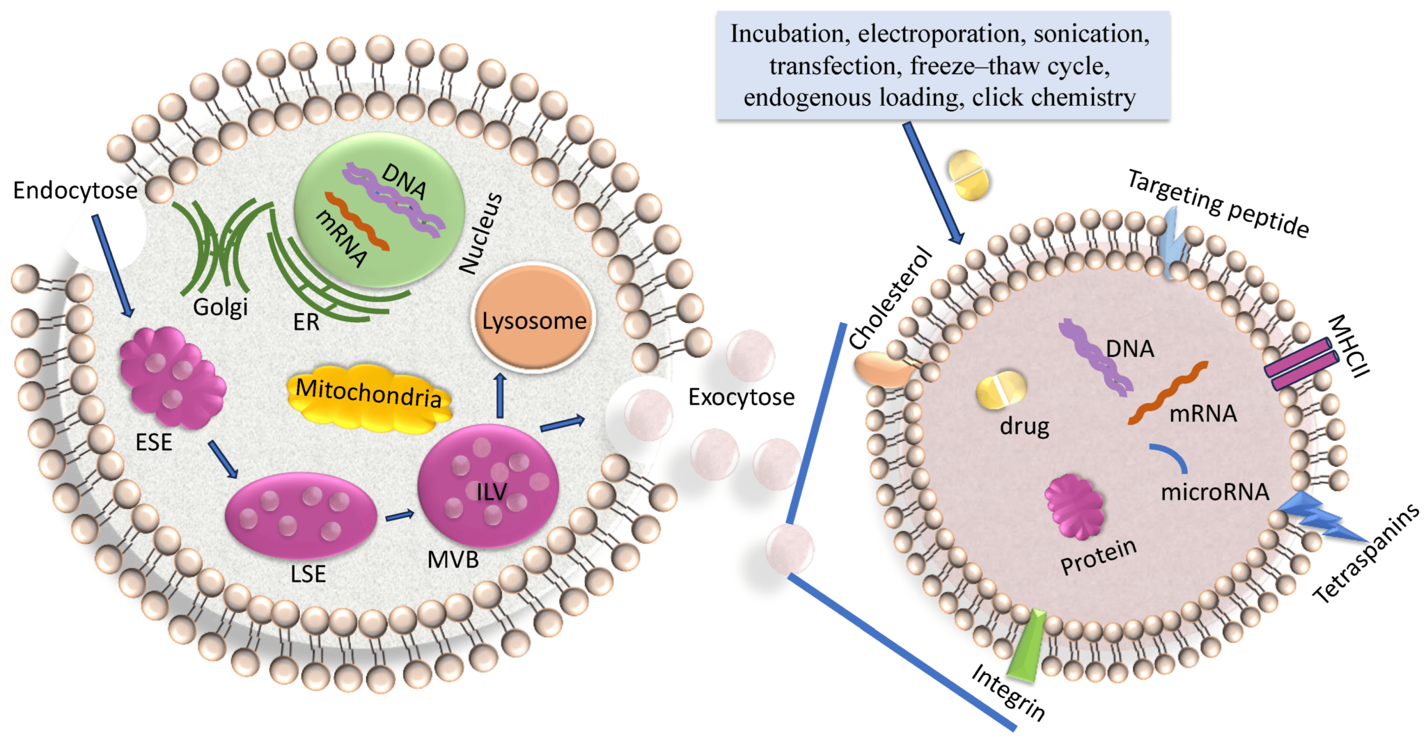 Exosomes: The Future of Biomedical Research and Development