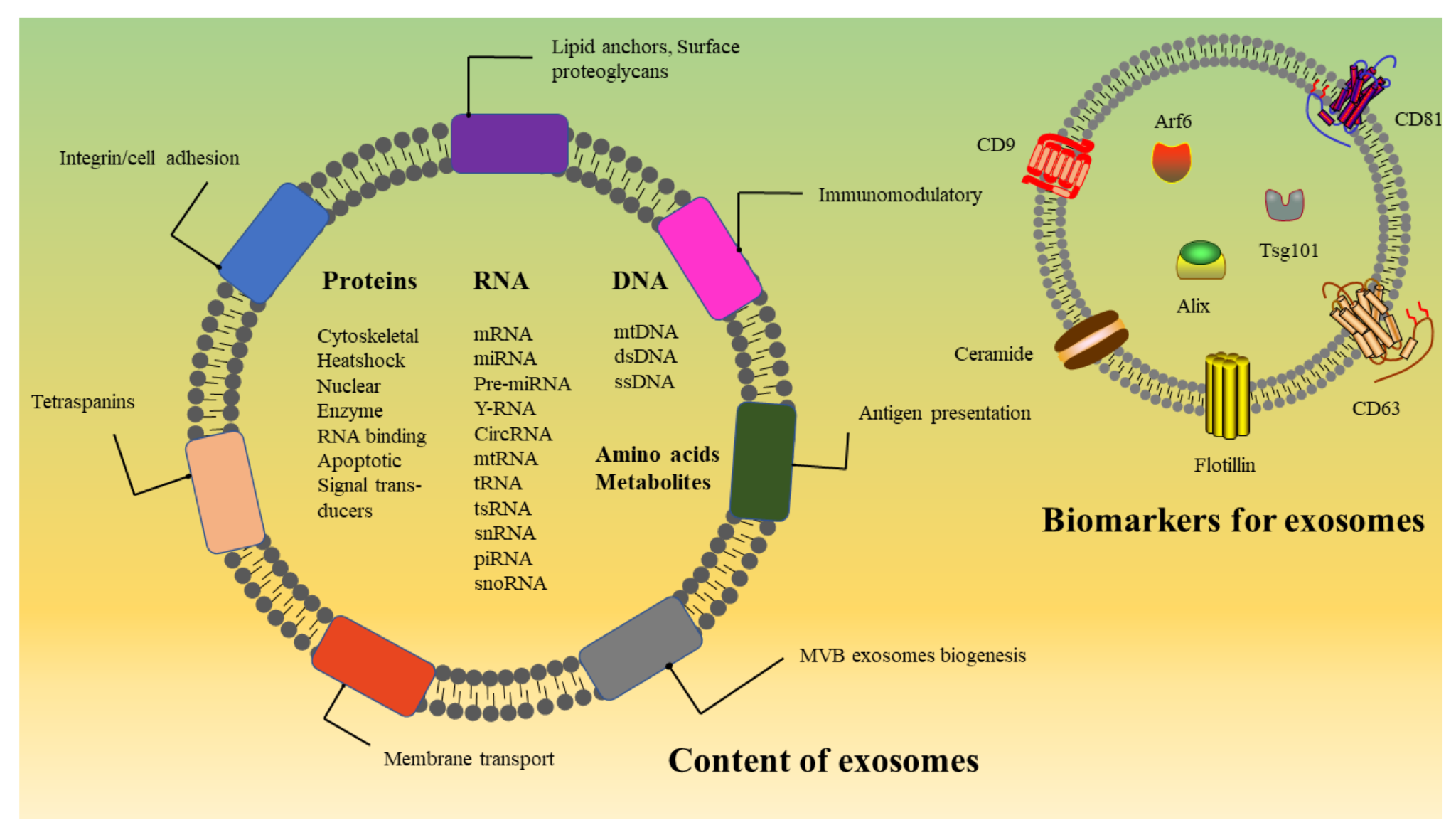 Exosomes: The Future of Biomedical Research and Development